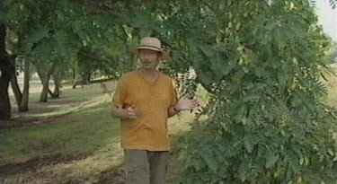 Pride of Bolivia - Gardening Australia