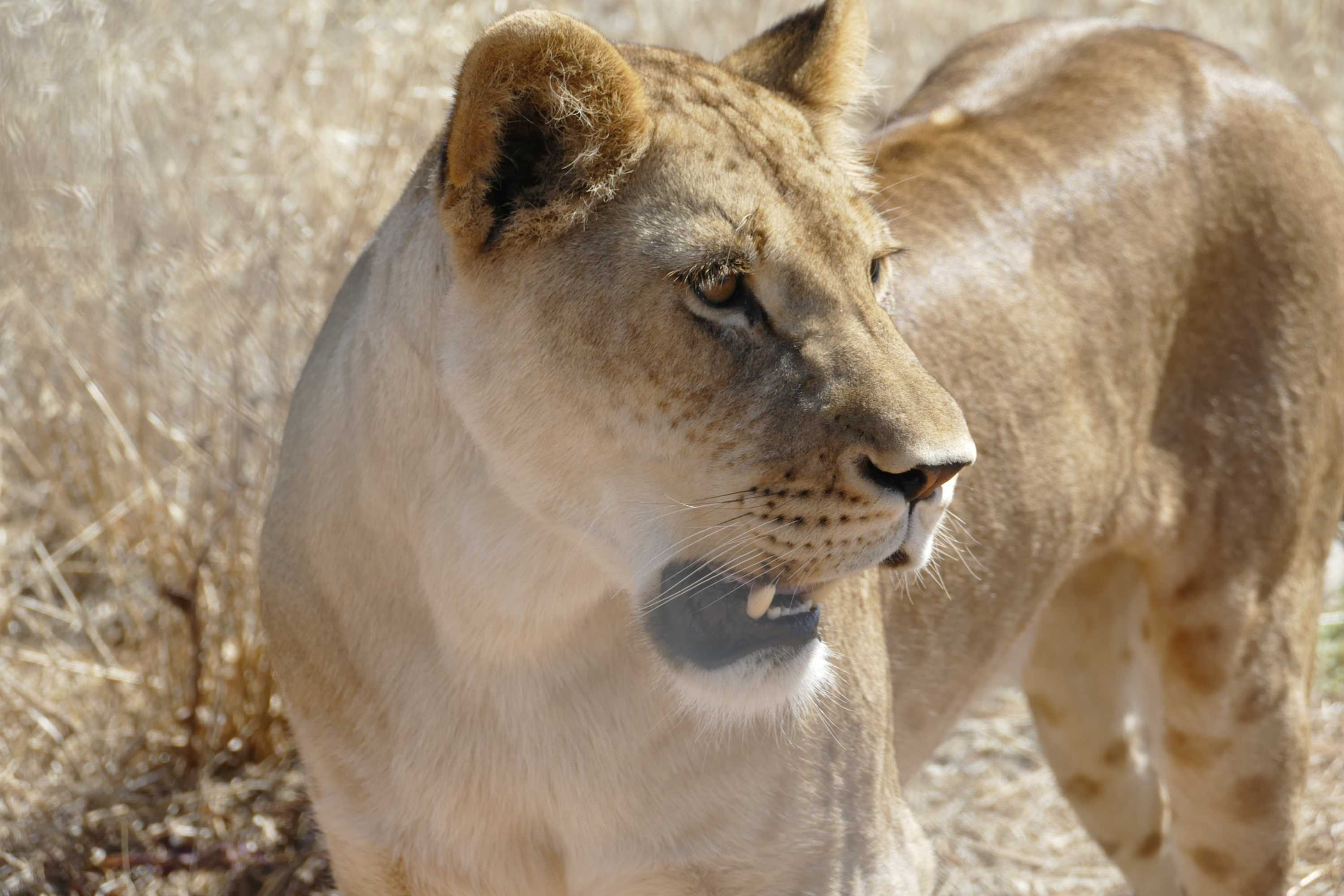 Husani the lioness ready to give birth at Monarto Zoo - ABC listen