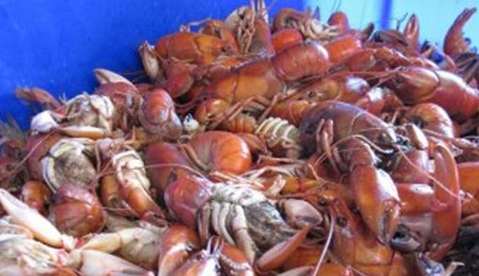 Green group fears yabby extinction - ABC News