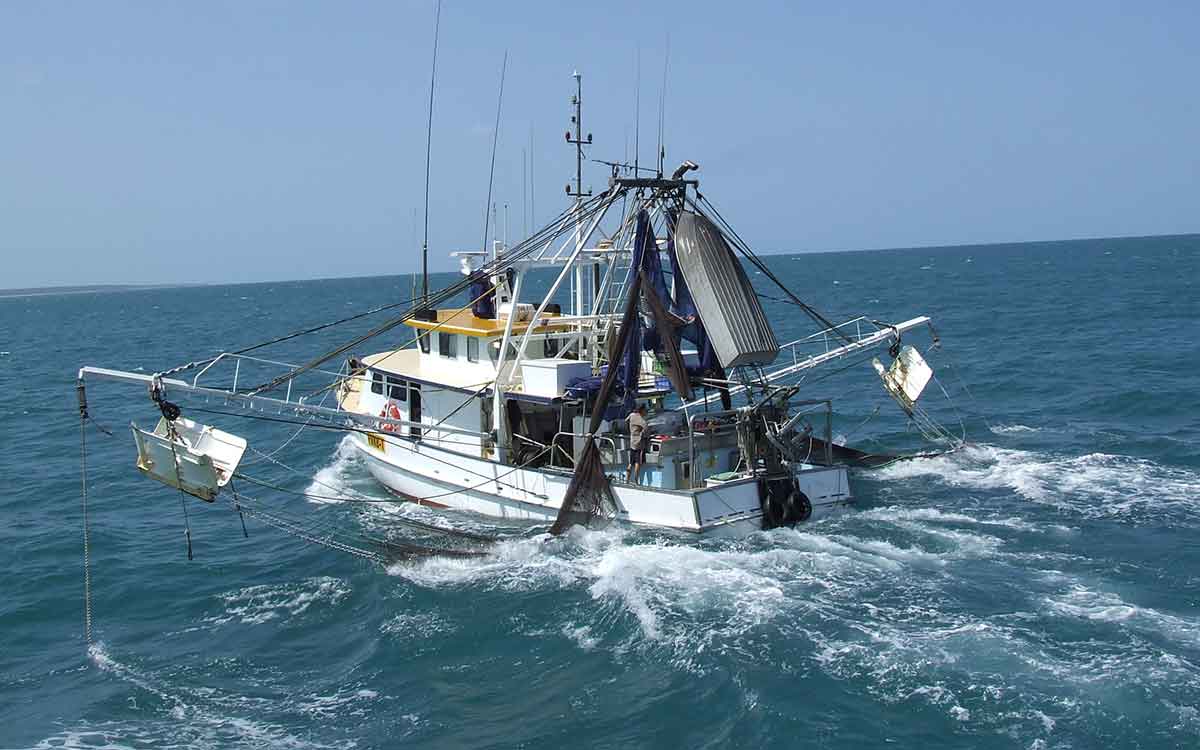 Sea Swift's departure leaves Gulf of Carpentaria prawn trawlers to find ...