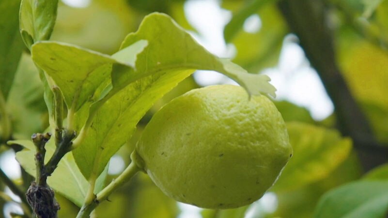 Harvesting Citrus - Gardening Australia