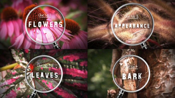 Plant Detective - Gardening Australia