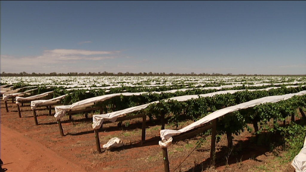 The Grape Escape - ABC News