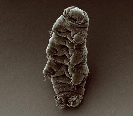 Could microscopic tardigrades survive on the Moon? - ABC News