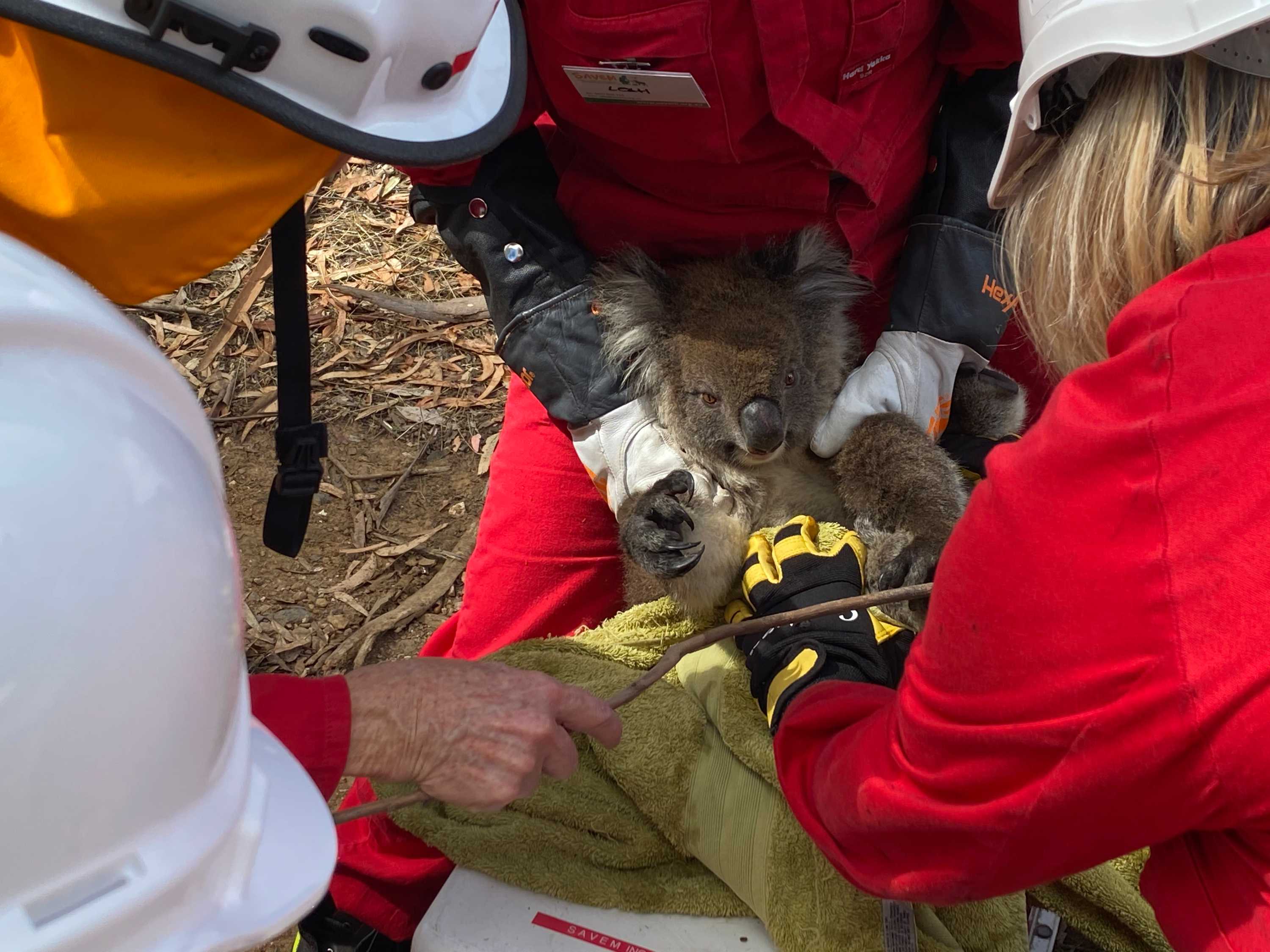 Volunteers rescue koalas and kangaroos from Cherry Gardens fireground ...