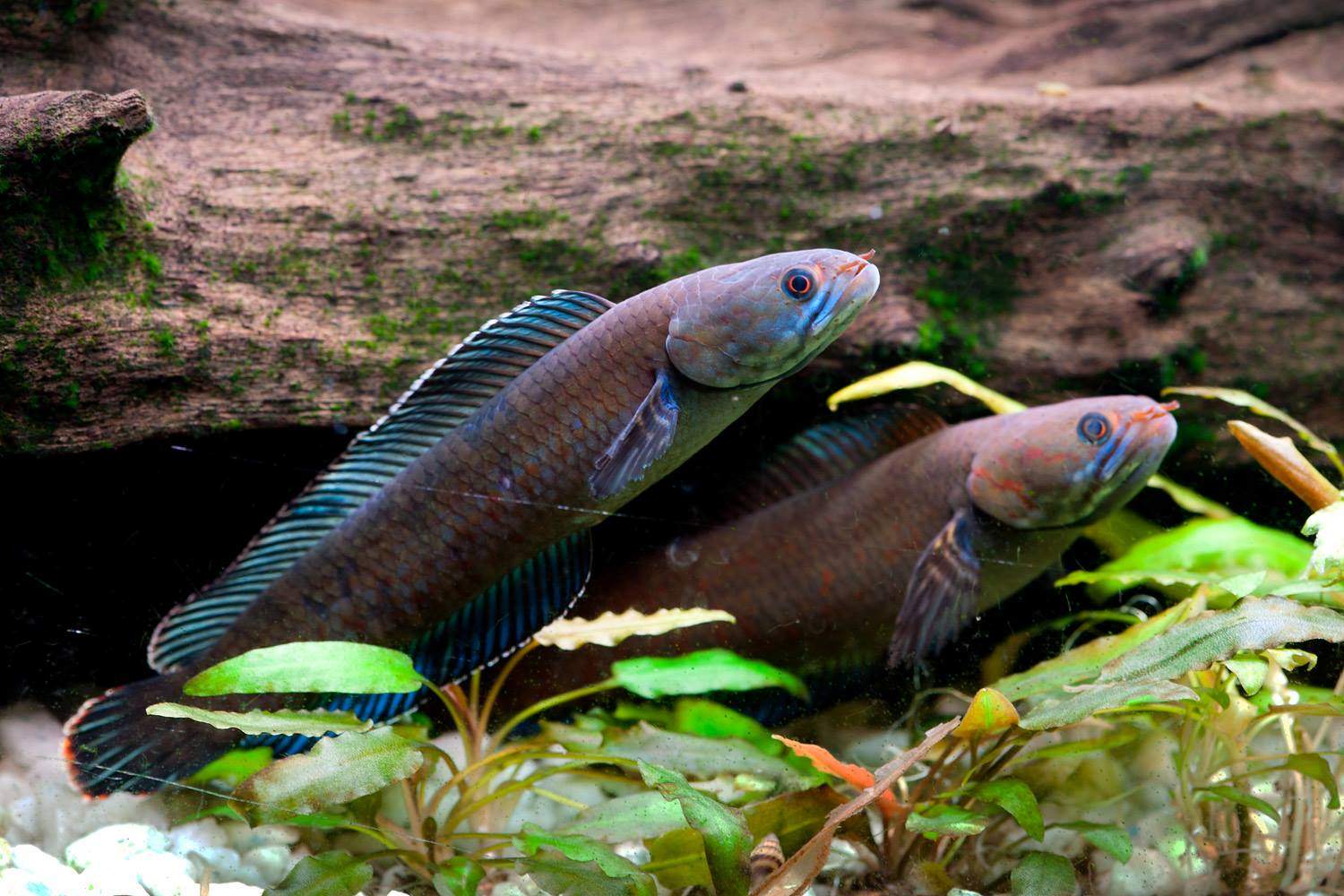Sneezing monkey, 'walking' fish among more than 200 new species found ...