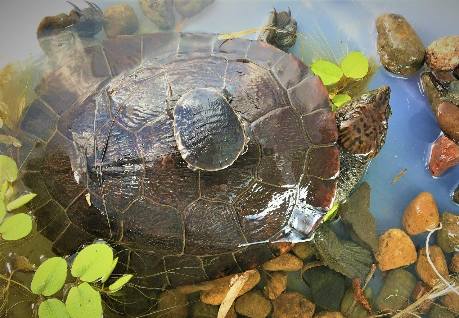 Freshwater turtles rescued from Gold Coast beaches displaced from ...