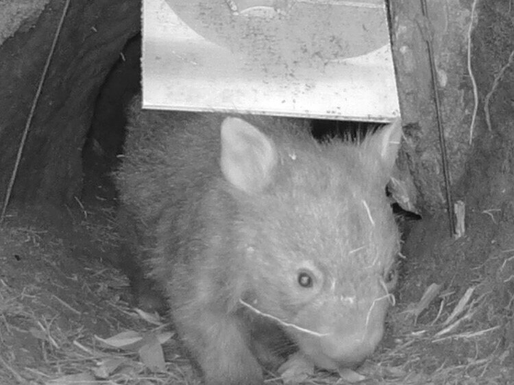 Wildlife rescue uses recycled election corflutes to treat wombats for ...