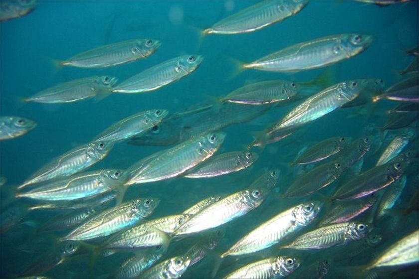 Recreational fishermen fear super trawler legislation - ABC Radio