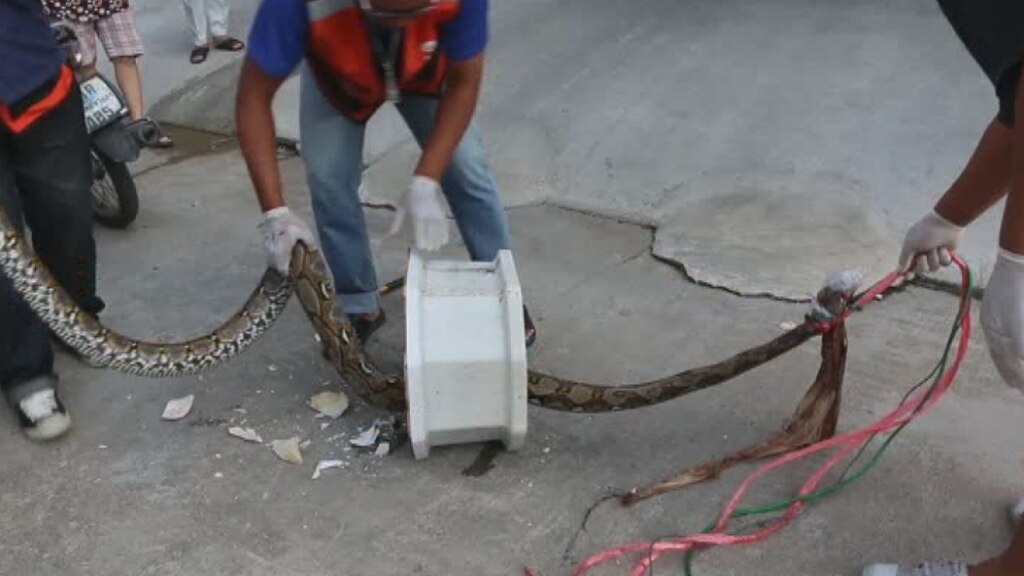 Python in toilet bites Thai man on penis - ABC News
