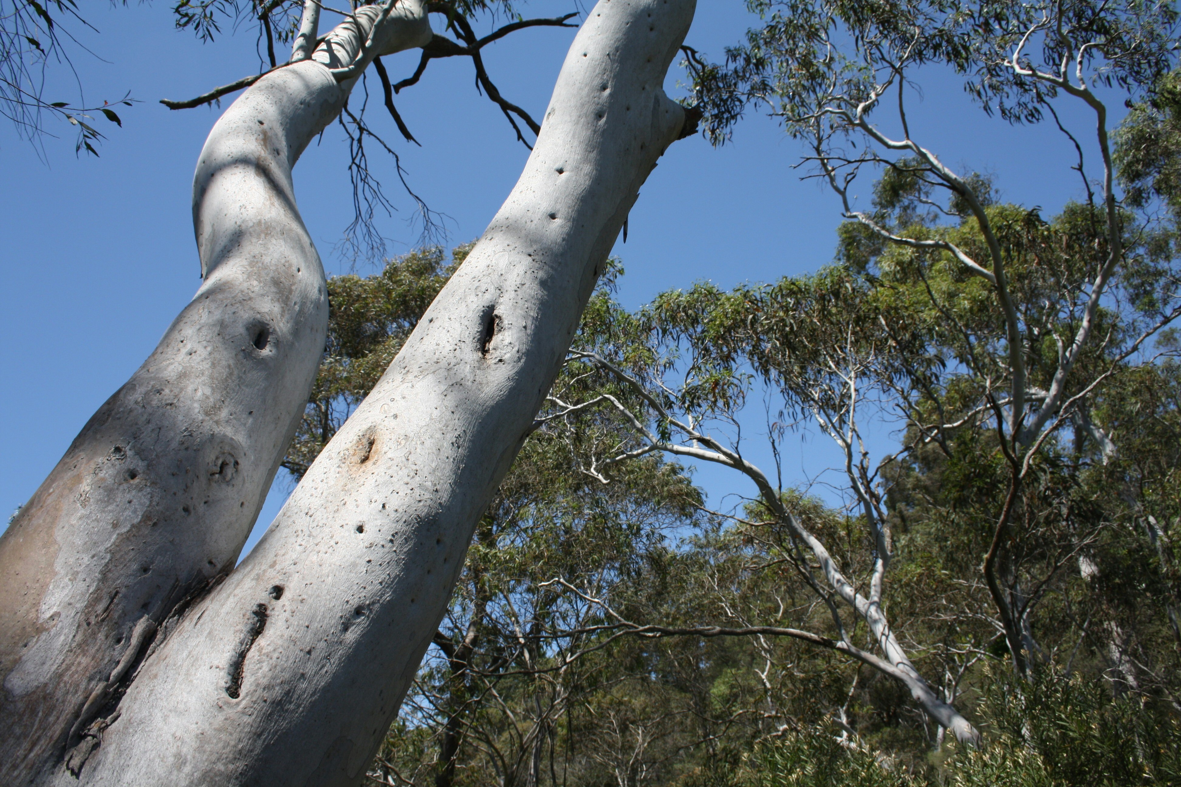 ABC Central Coast