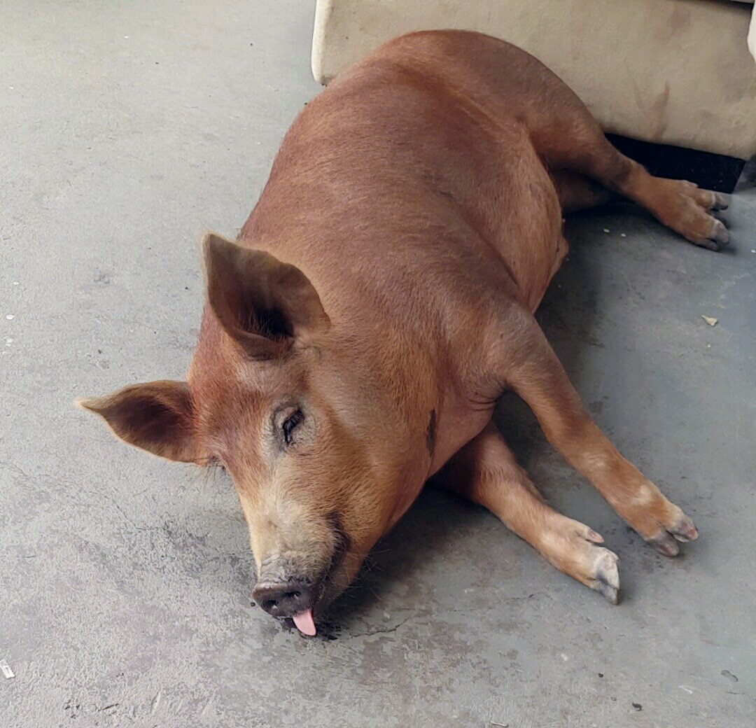 Beer-drinking, red-haired pig named after Pauline Hanson missing on ...