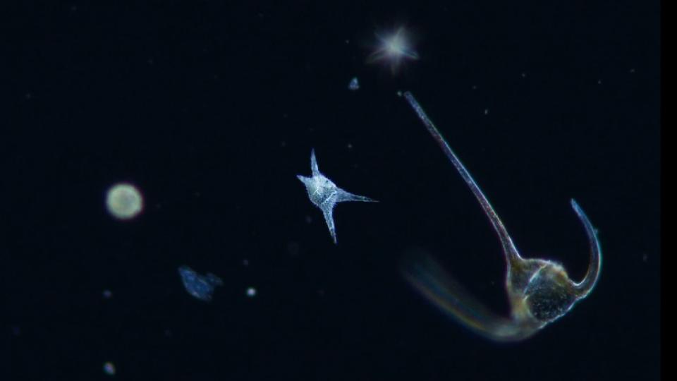 Deep Dive Into Australia's Ocean Odyssey: Interconnectedness of land ...