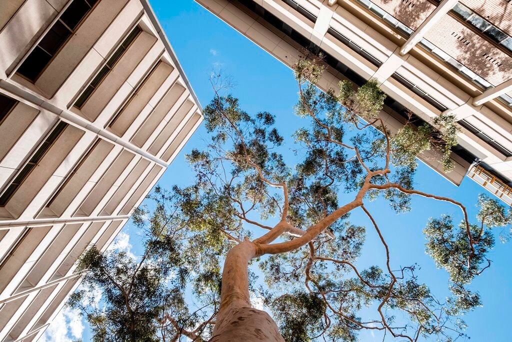 Love a tree and want to share it? Melbourne’s exceptional tree register ...