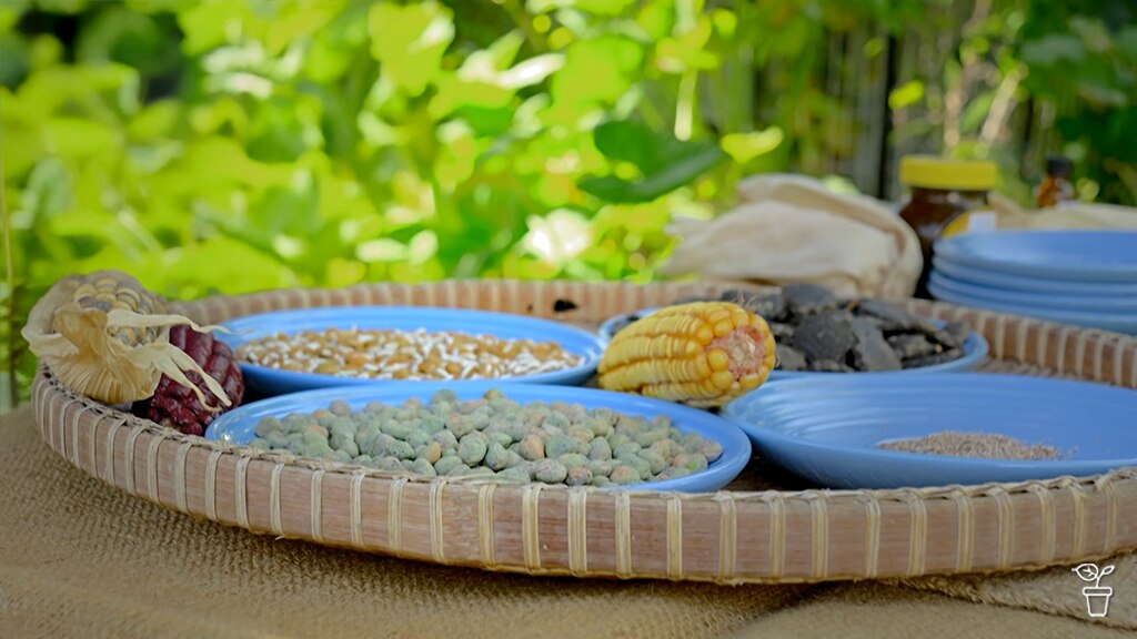Seed Sense - Gardening Australia
