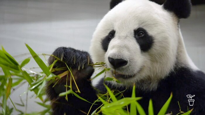 Bamboo for Two - Gardening Australia
