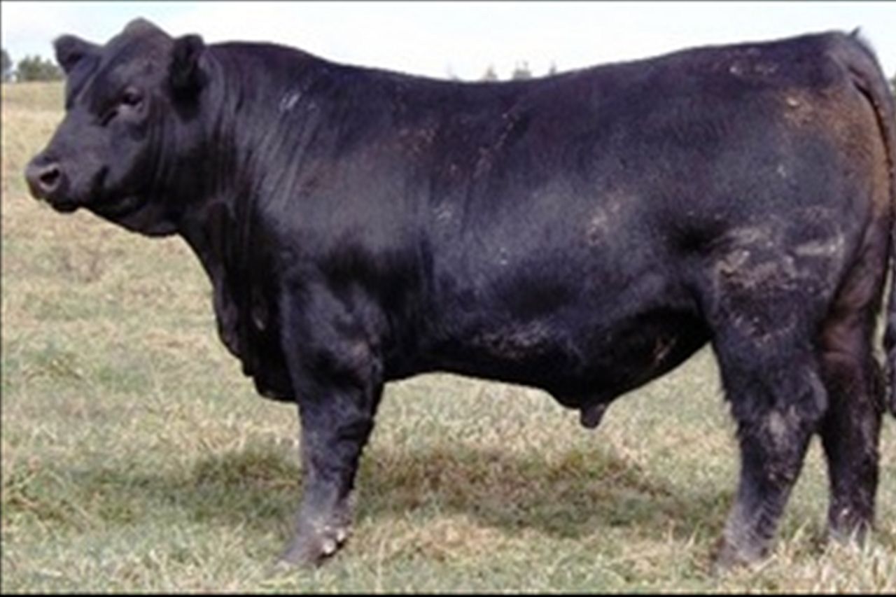 Record price for bull reflects confidence in Angus breed - ABC News