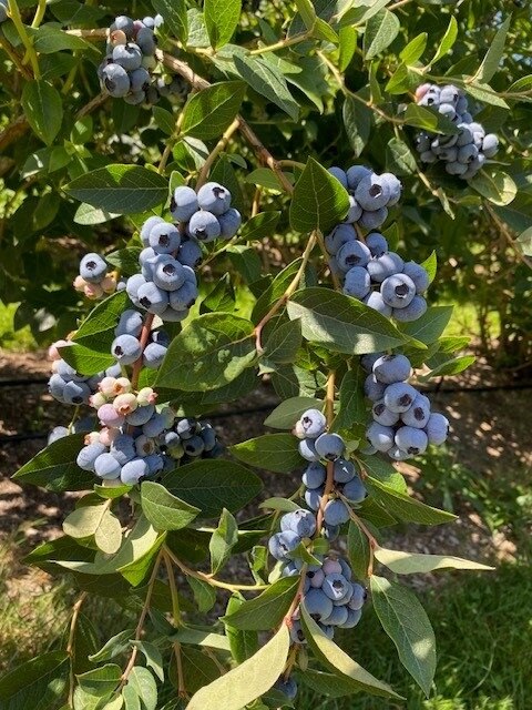 Busy time of the year for Tasmanian blueberry farm - ABC listen
