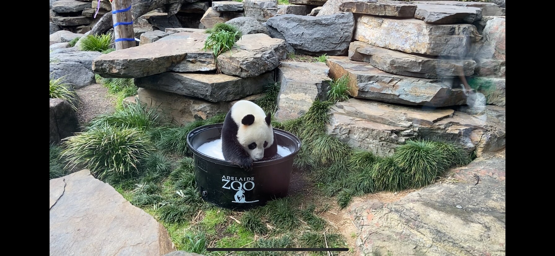 New giant panda pair Xing Qiu and Yi Lan revealed as Adelaide Zoo ...