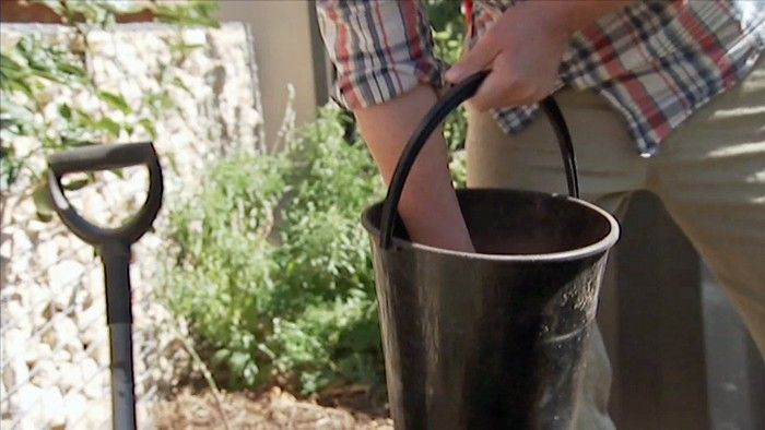 Pruning Dwarf Fruit Trees - Gardening Australia