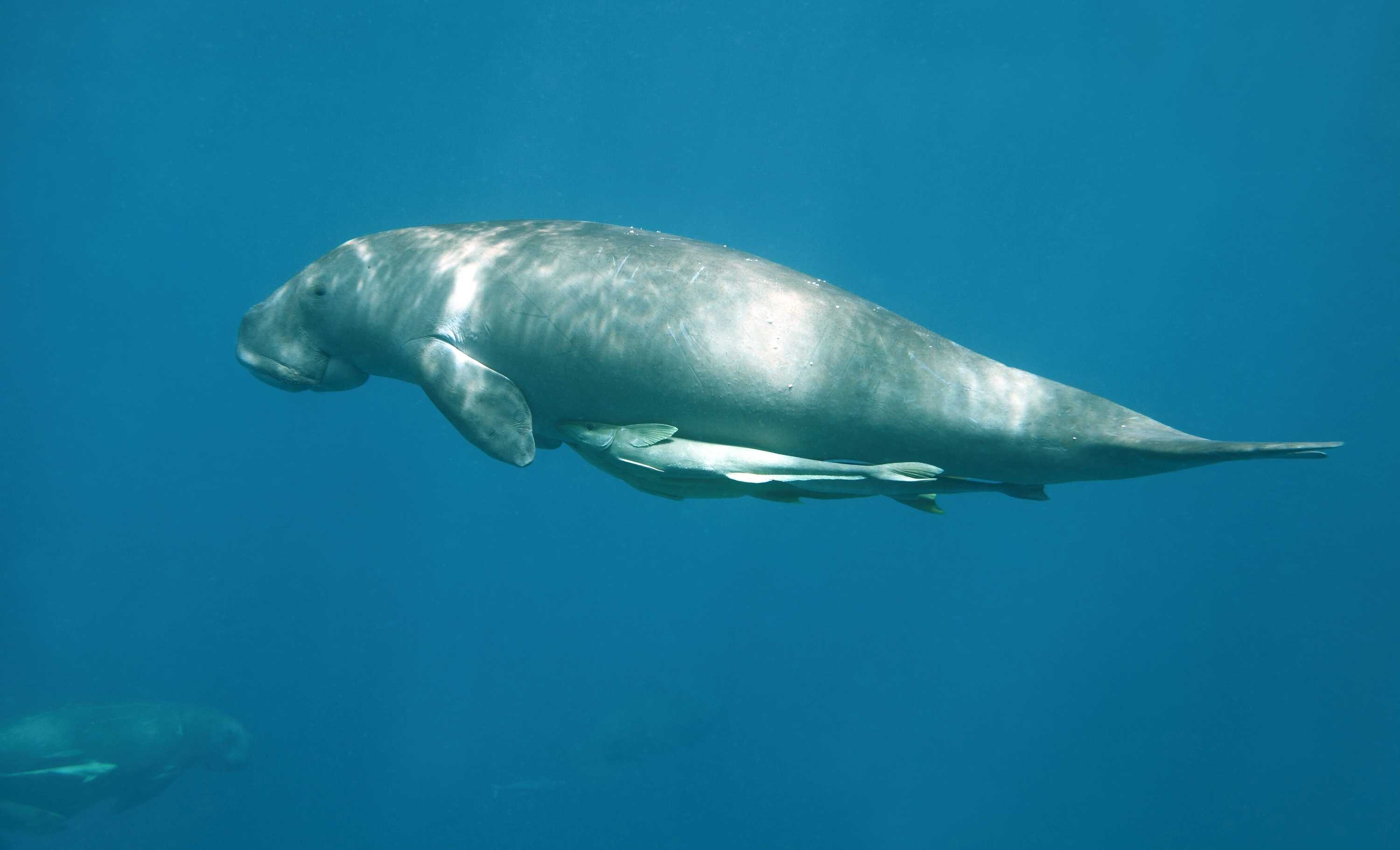 Despite earlier concern, Torres Strait dugongs no longer under threat ...