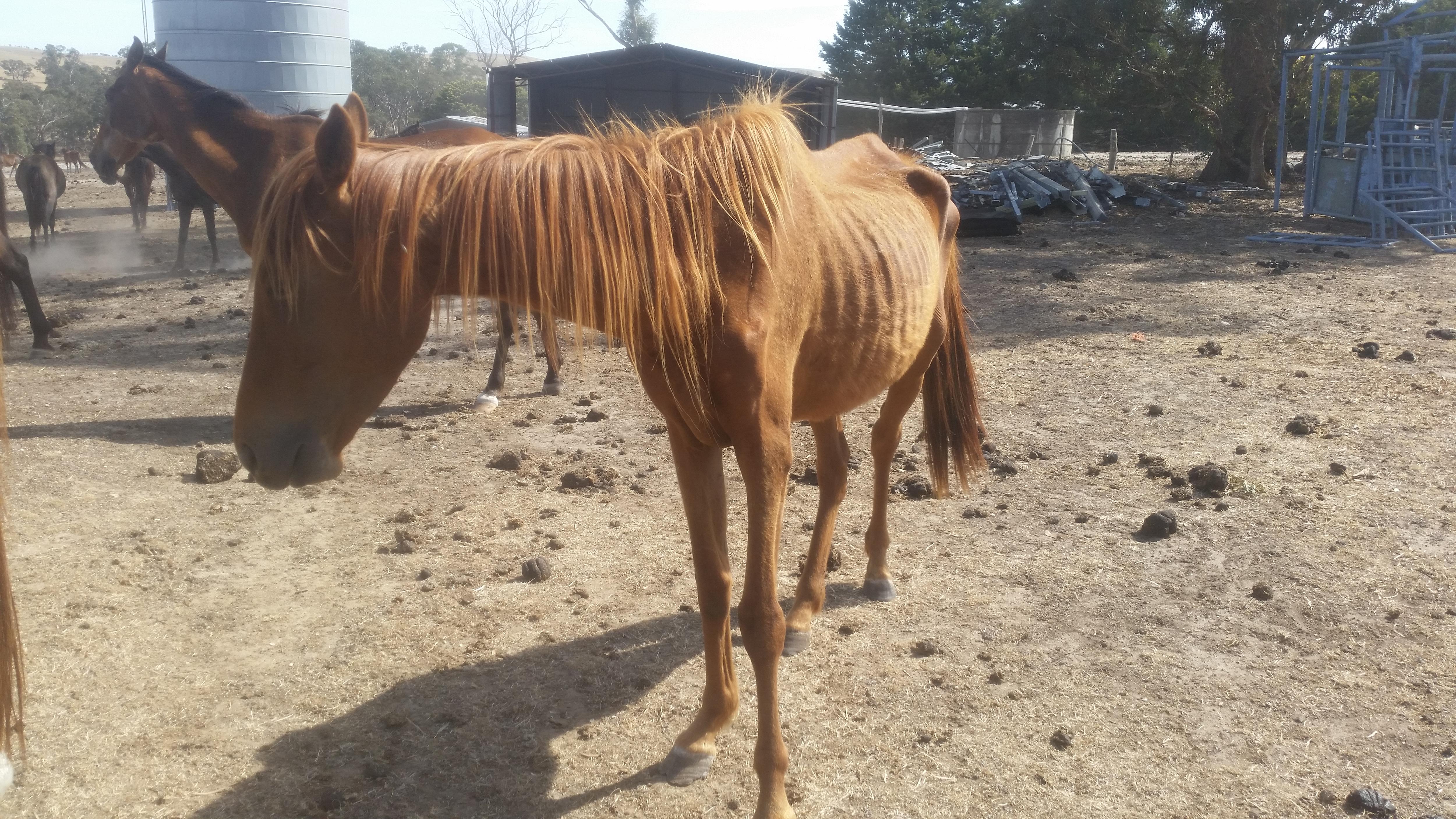 RSPCA Victoria finalises prosecution of one of its biggest animal ...