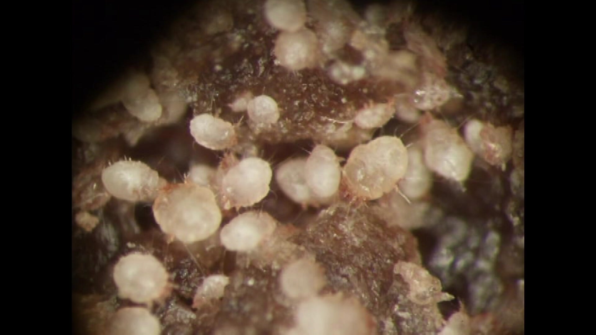 Researchers and biotech firm create new world-first scabies diagnostic ...