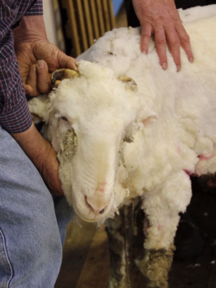 Shaun the sheep finally gets shorn - ABC listen