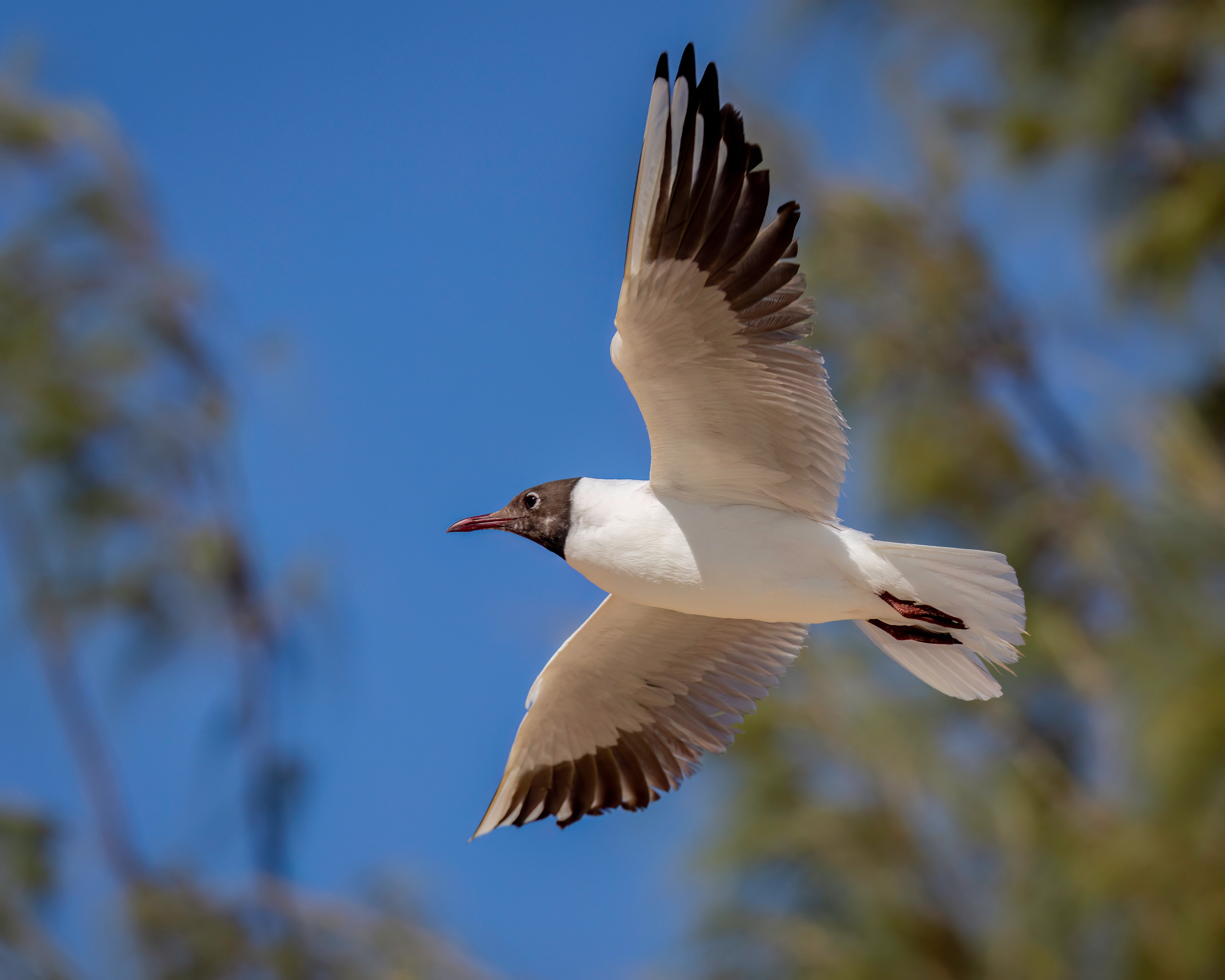 Rare black-headed gull sighting in Geraldton, WA - ABC News