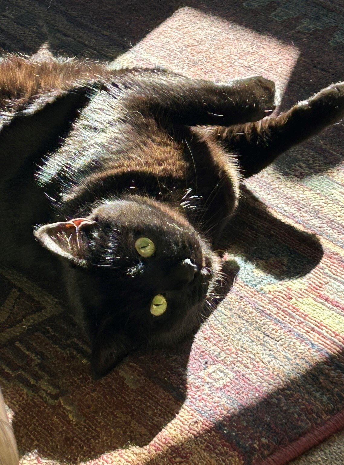 What is your cat communicating? - ABC listen