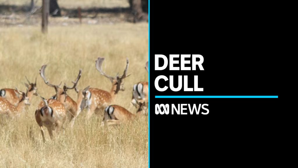 SA aims to eradicate feral deer in next eight years - ABC News