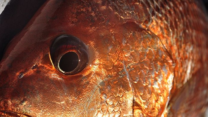 Health of NT fish stocks under the microscope in five-year monitoring ...