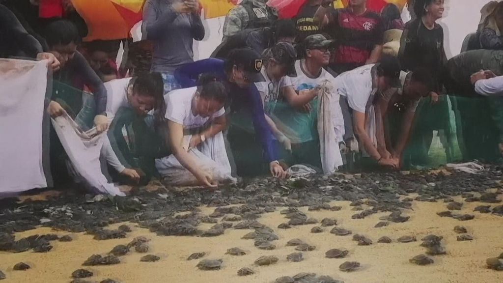 One million Amazon River turtles released at Bolivia-Brazil border in ...