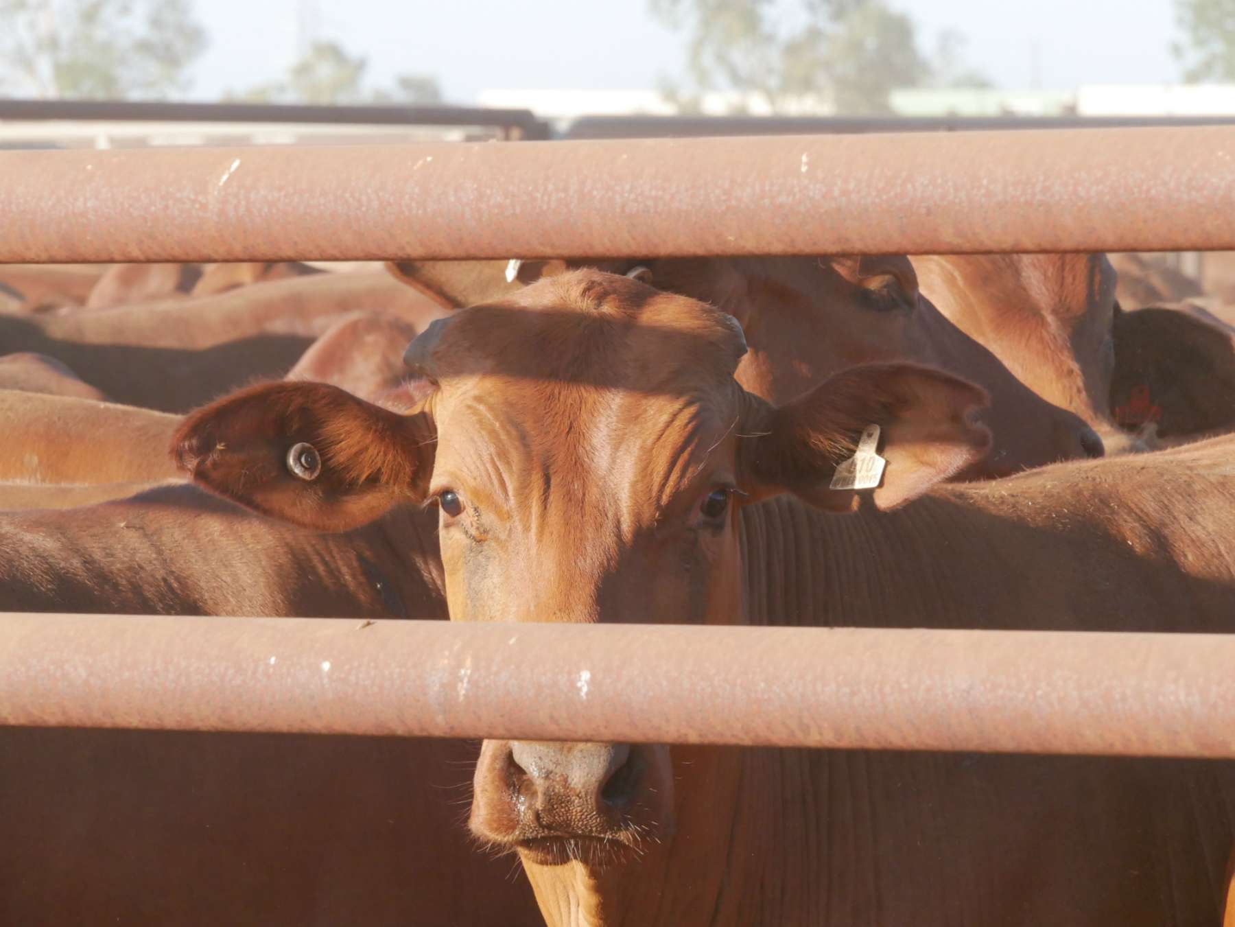 Queensland floods prompt early start to Pilbara live cattle exports ...