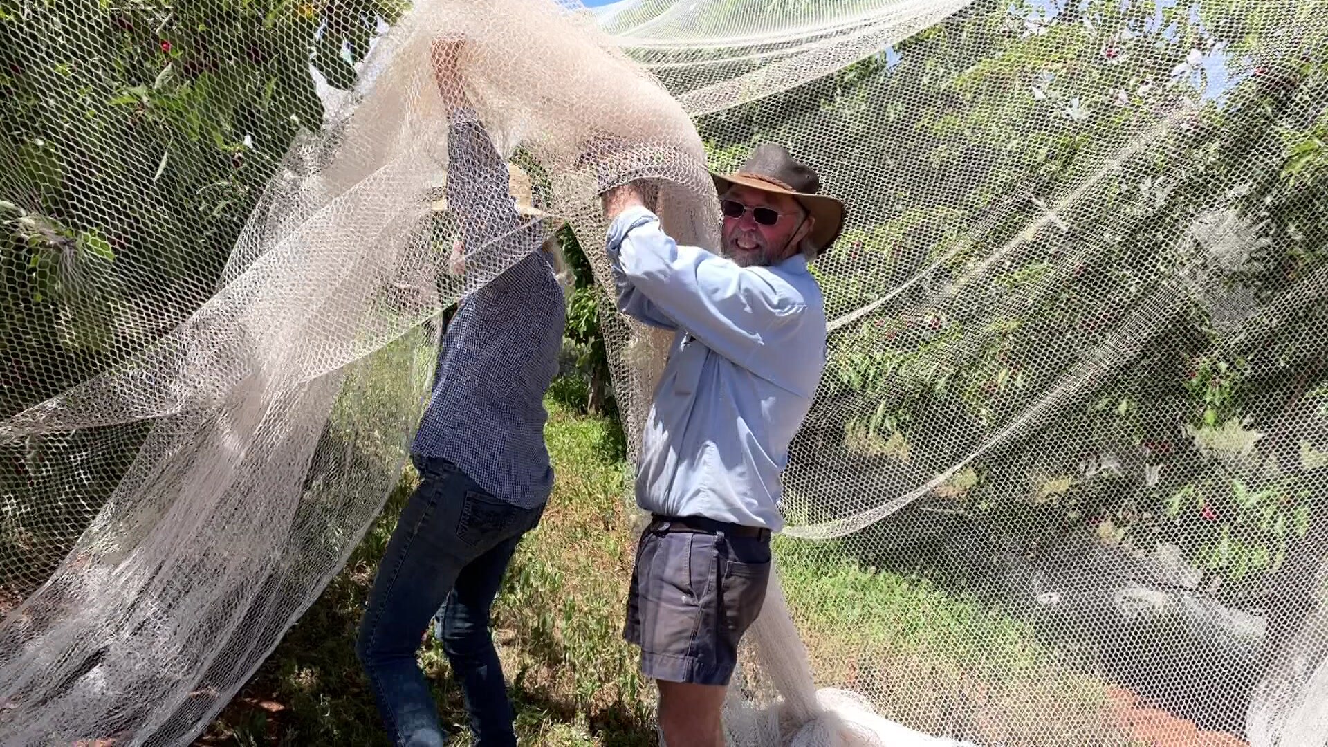 Fruit fly outbreak enters third year in Riverland, as growers concerned ...