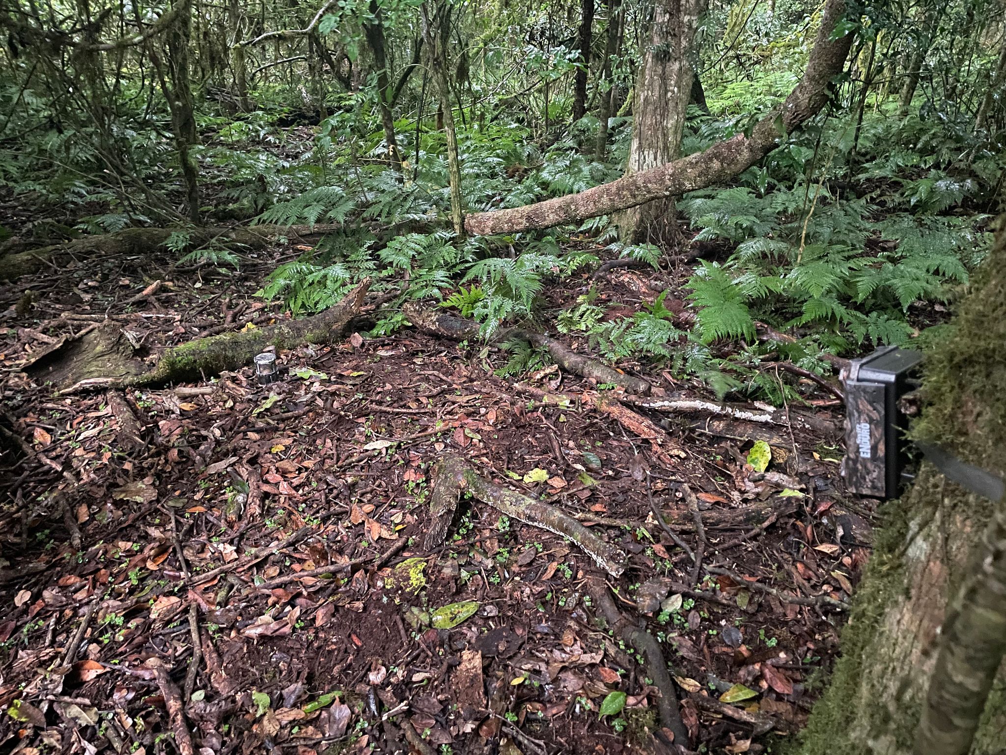 'Delightful', endangered Hastings River mouse found to be thriving ...