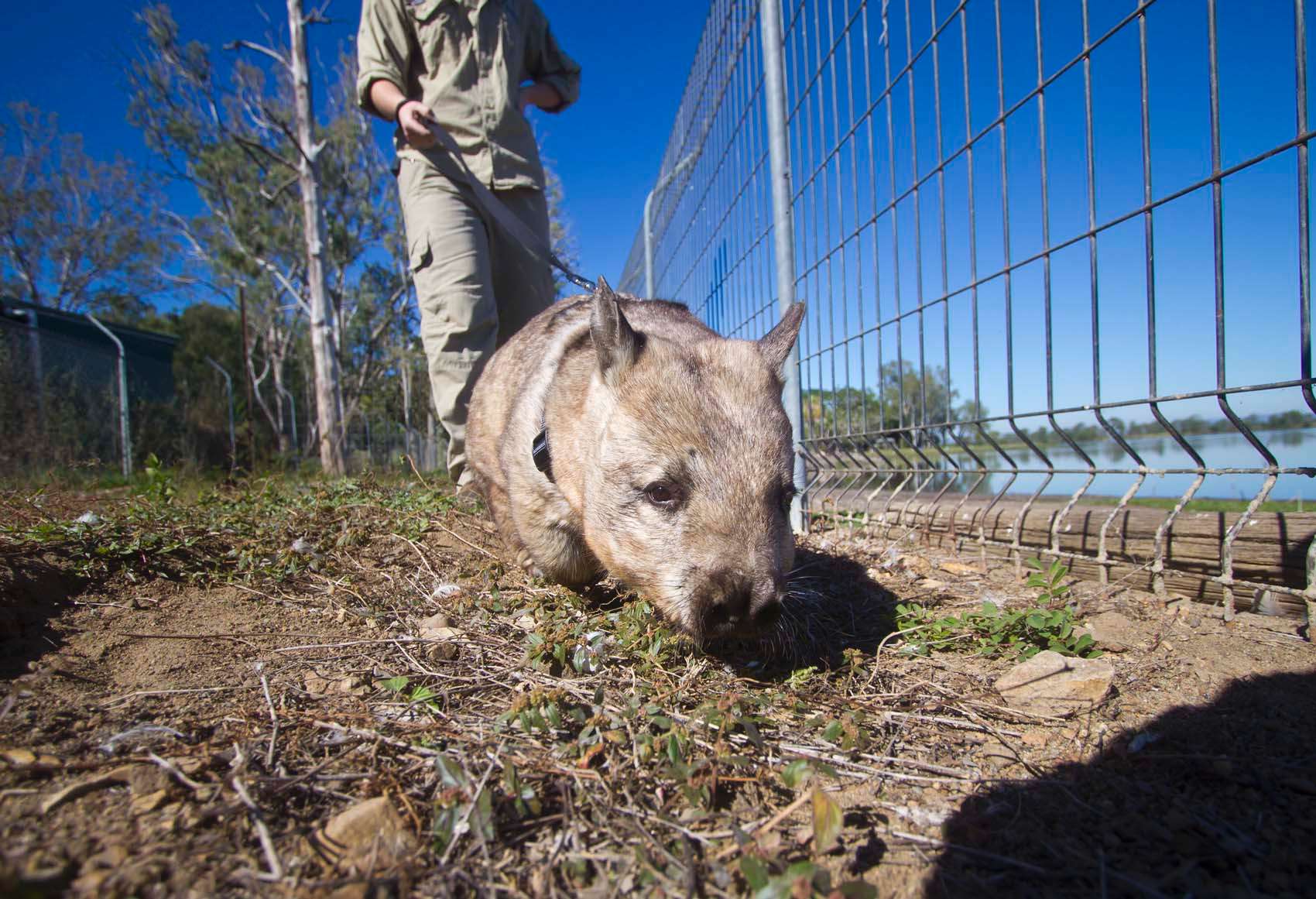 Daily walk keeps wombats fit at Rockhampton Zoo - ABC News
