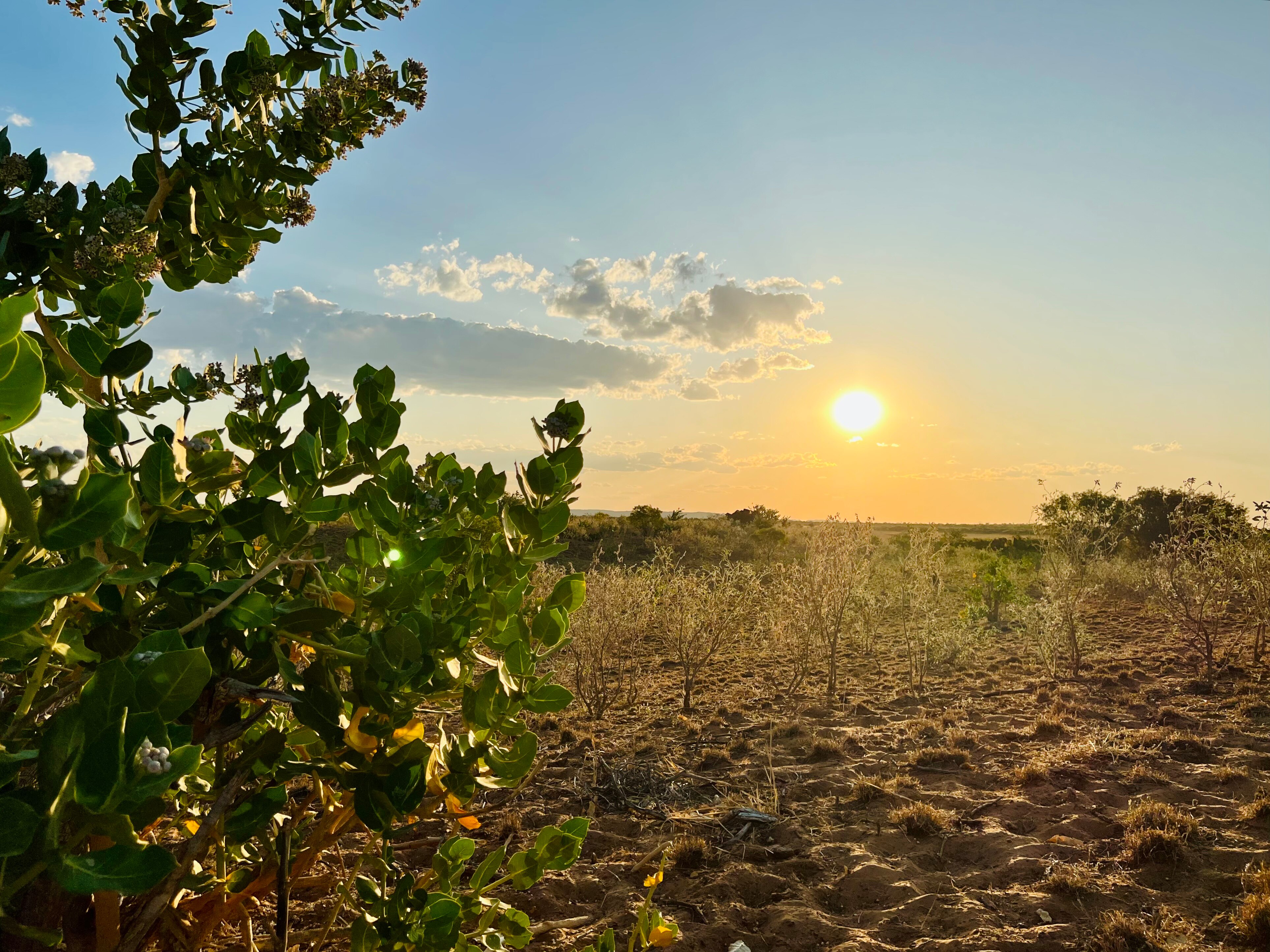 John Wamsley and David Lindenmayer — is there hope for Australian's ...