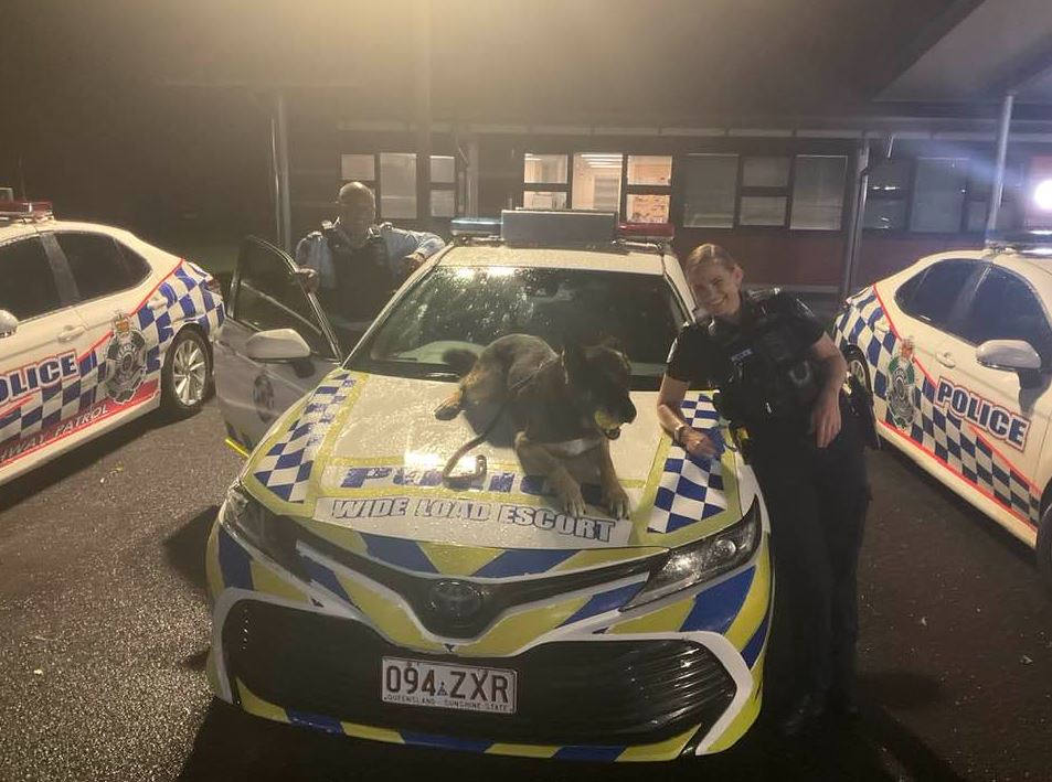 After long careers these two central Queensland police dogs are hanging ...