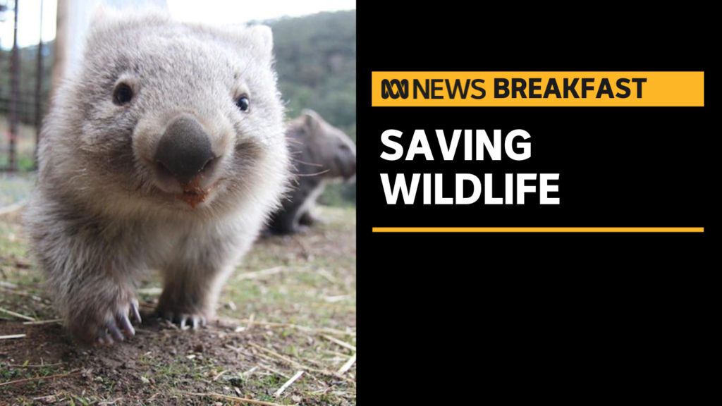 How to protect wildlife from being injured or killed on roads - ABC News