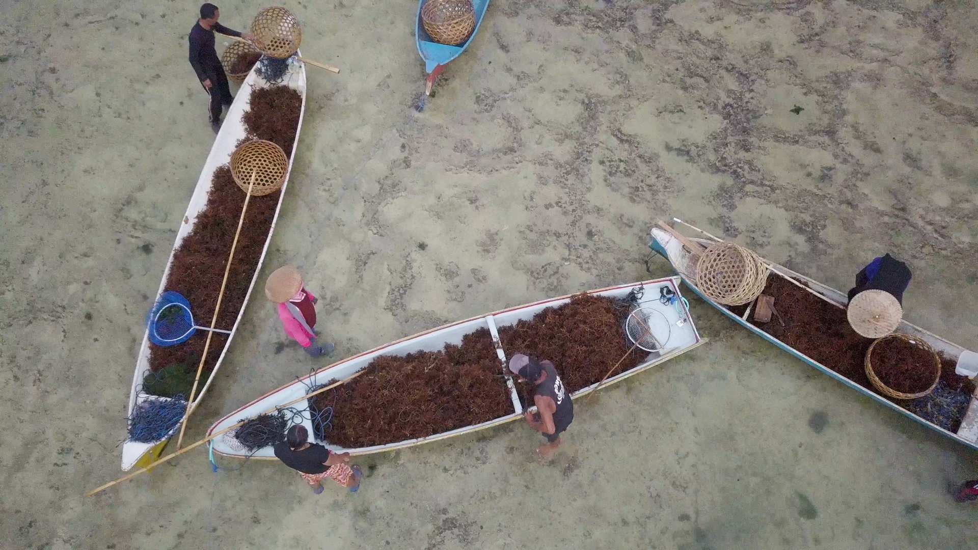 Seaweed workers load up a traditional boat with the harvest. - ABC News