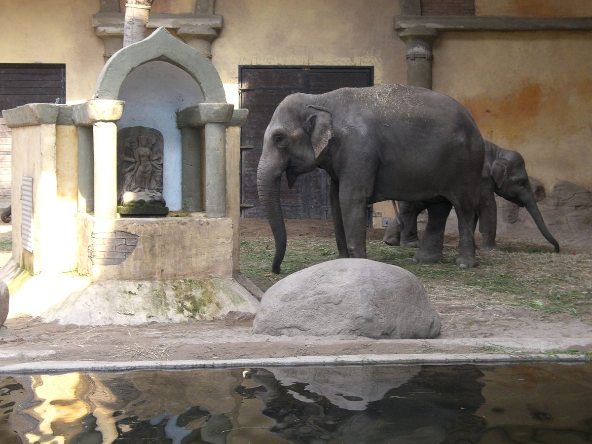 The ethical evolution of zoos - ABC listen