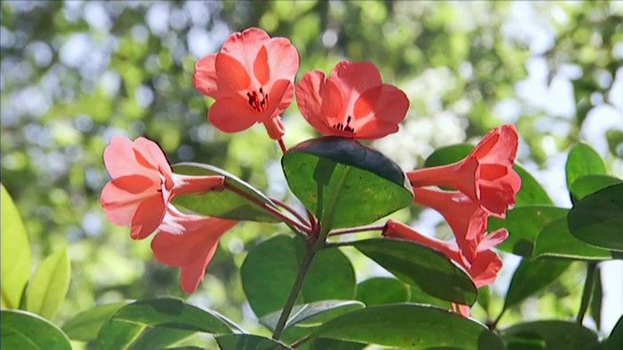 The Best of the Bush - Gardening Australia