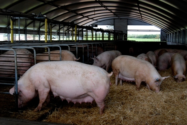 Redesigning pigs: farmer breeds animals with more ribs, more milk and ...