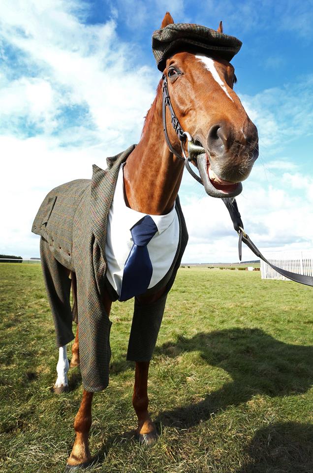 Cheltenham Festival: Race horse Morestead to wear world's first equine ...