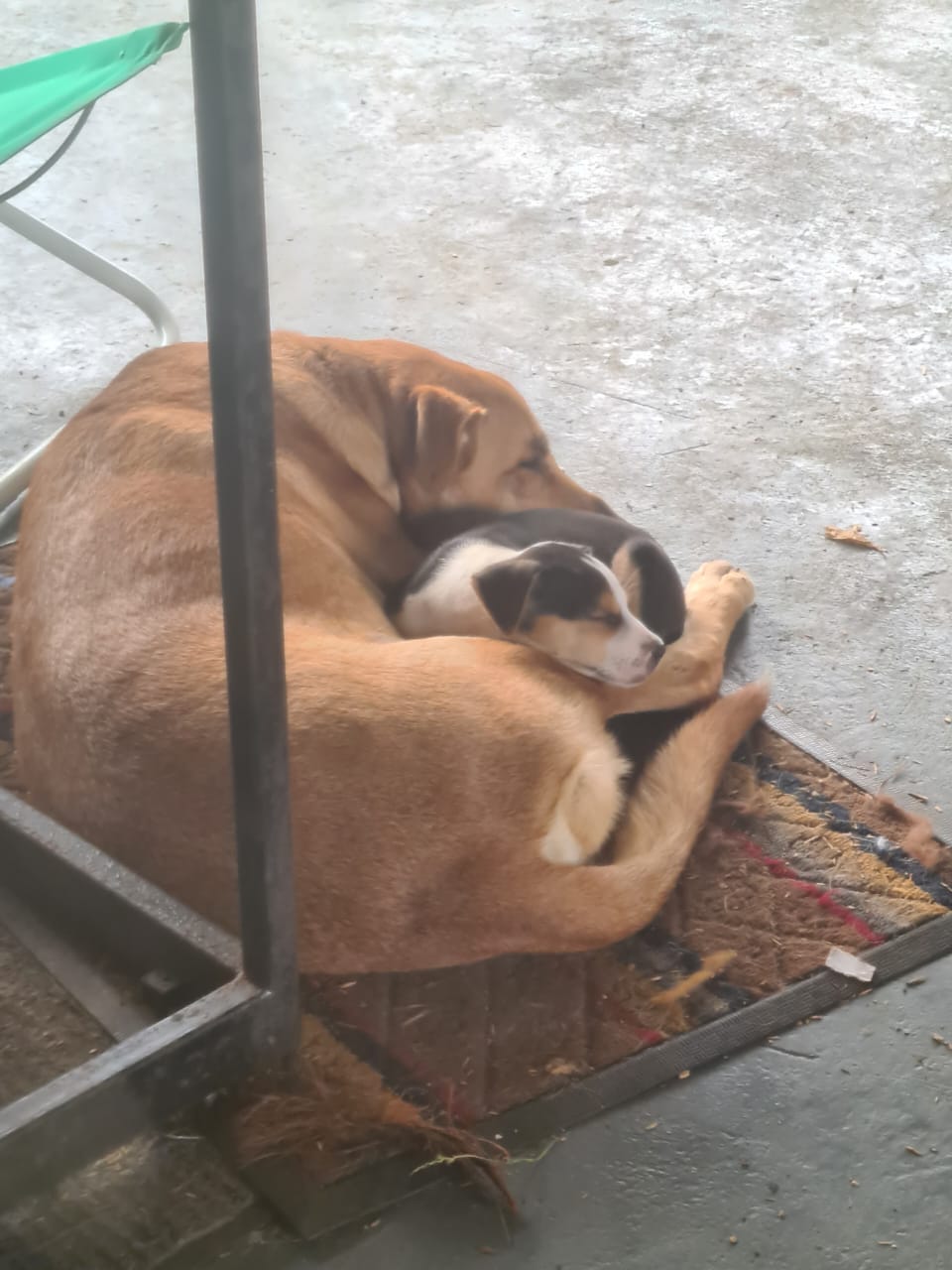 Tonga rounds up stray dogs ahead of PIF Leaders meeting - ABC Pacific