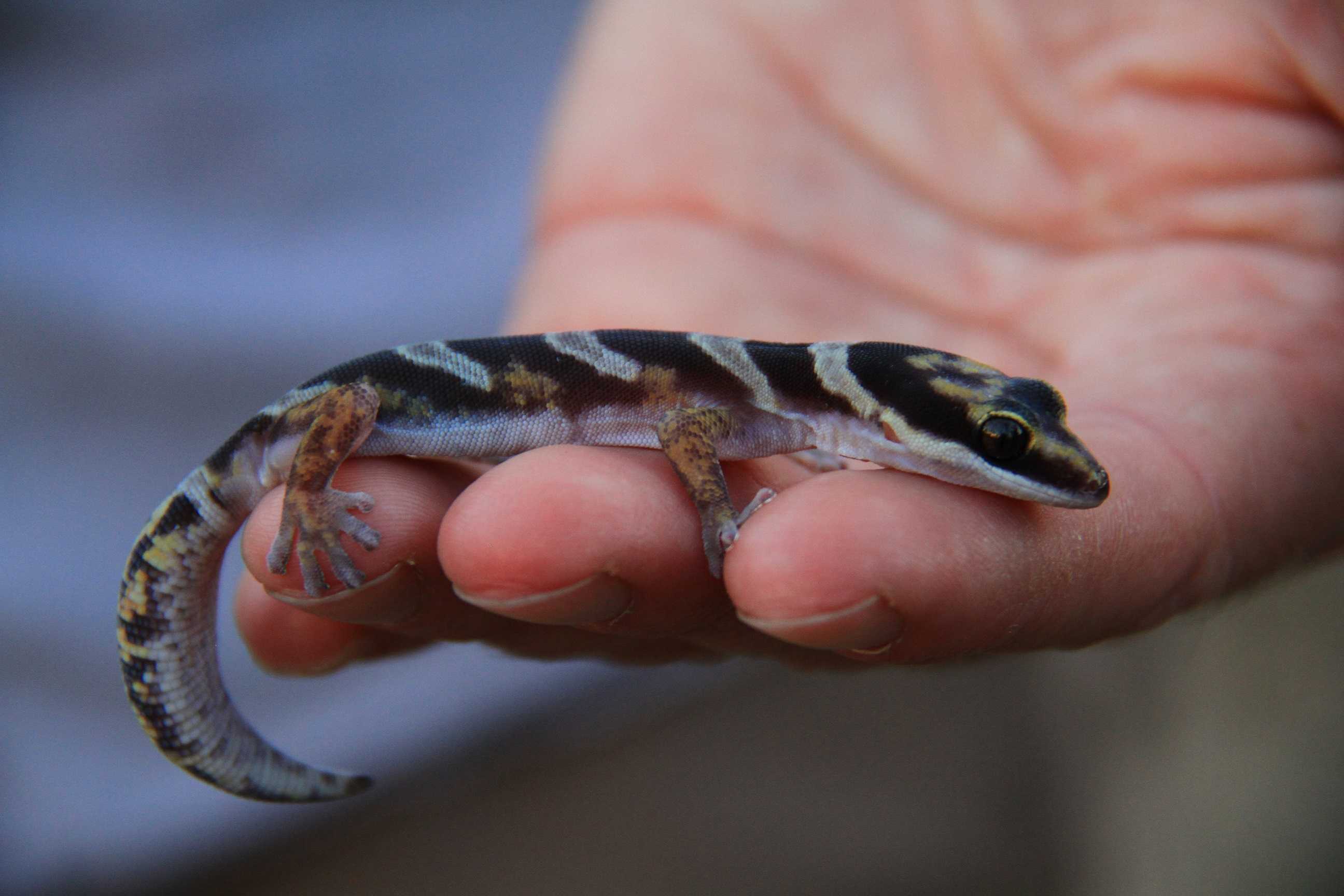 Asian house geckos are all over your home, and there's not much you can ...