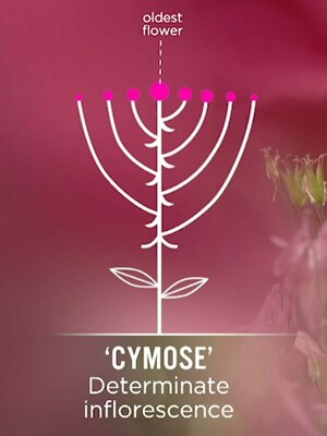 Flowers 101 - Gardening Australia