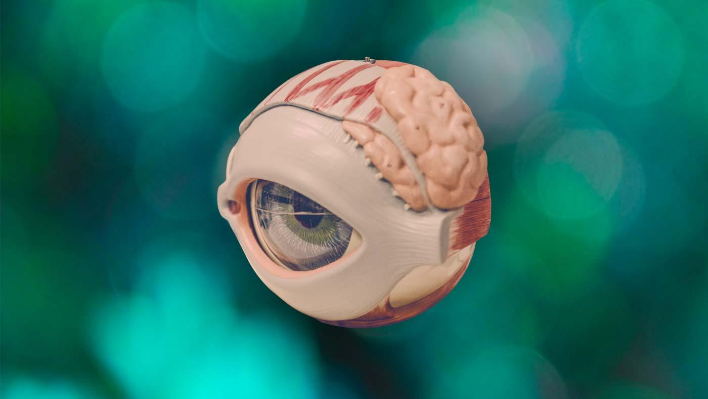 How do eyes work? - Behind The News