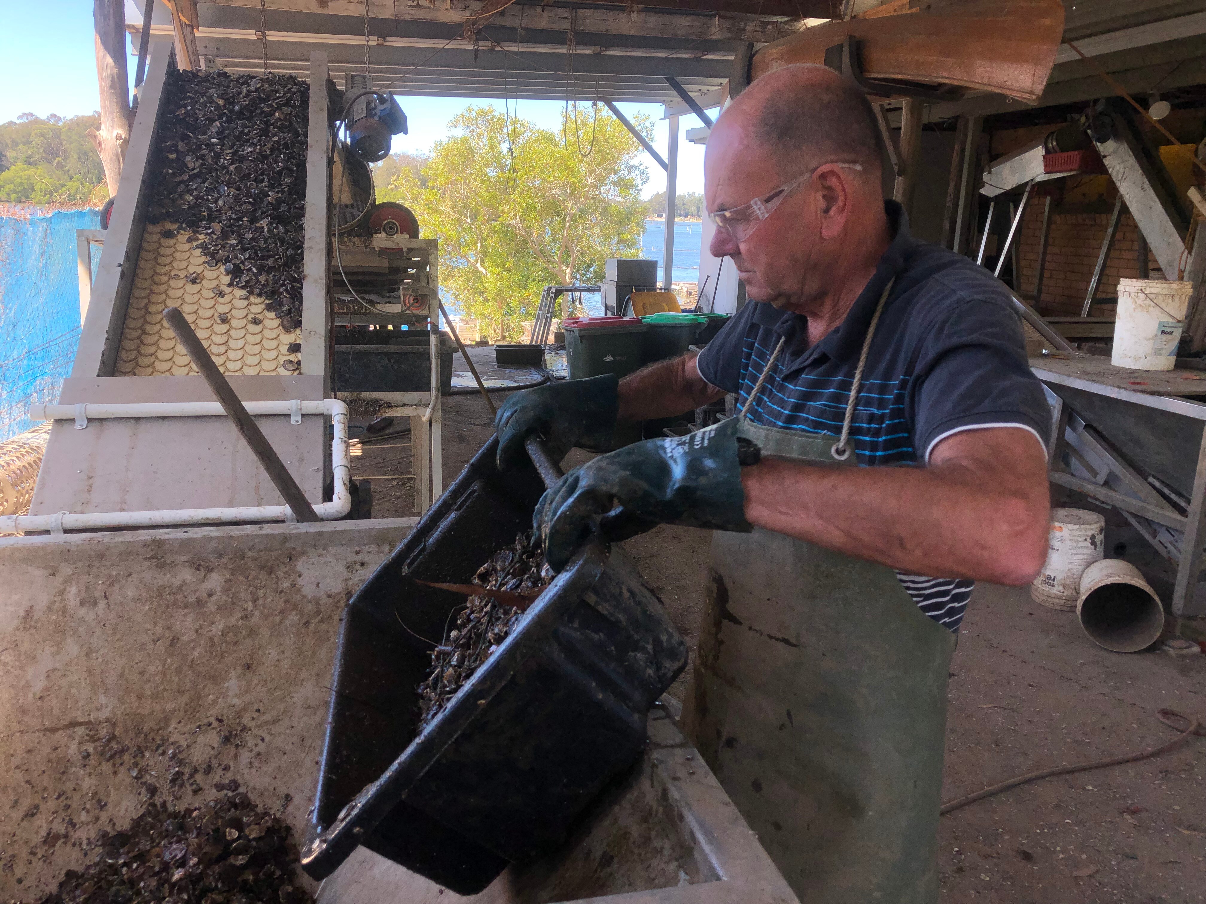 Seafood on the Christmas menu, with NSW oyster growers hopeful after ...